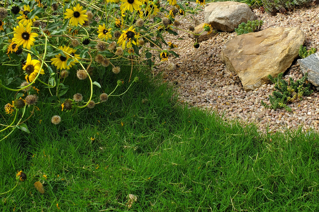 How to Plant DOG TUFF™ Grass Plugs – Dog Tuff Grass