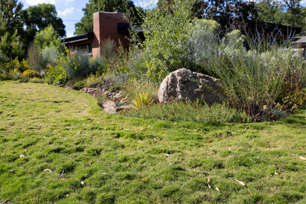 Buy Drought-Resistant DOG TUFF™ Grass for a Durable Lawn – Dog Tuff Grass