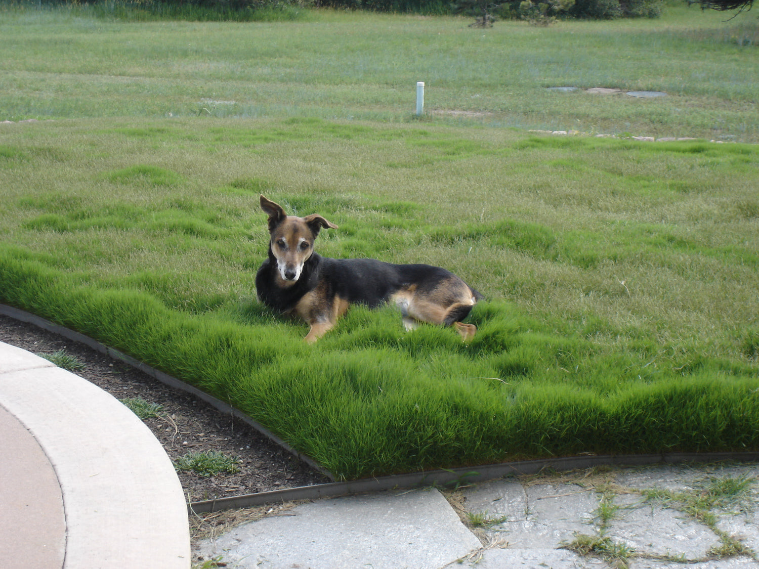 Buy Drought-Resistant DOG TUFF™ Grass for a Durable Lawn – Dog Tuff Grass