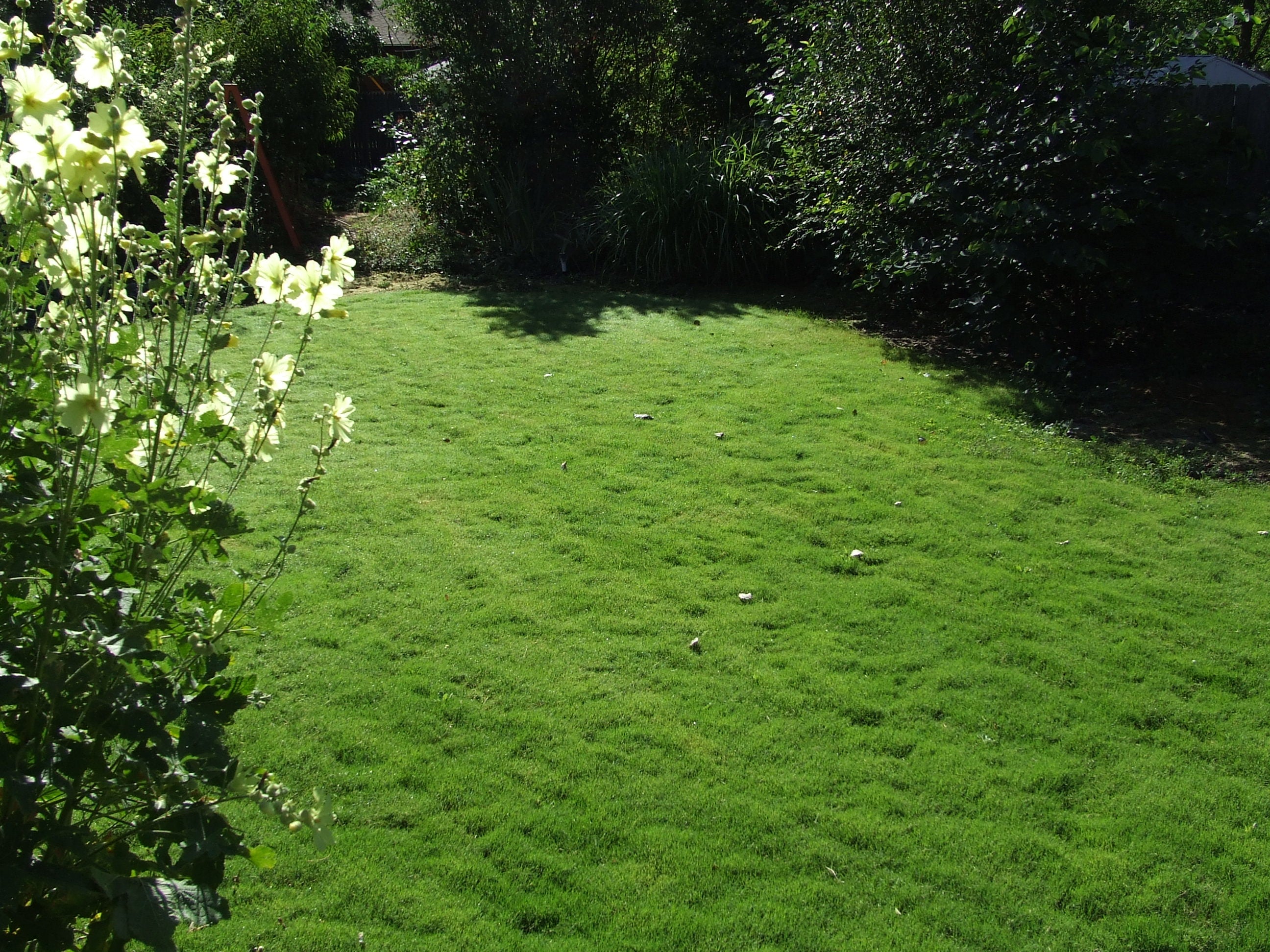 Buy Drought-Resistant DOG TUFF™ Grass for a Durable Lawn – Dog Tuff Grass