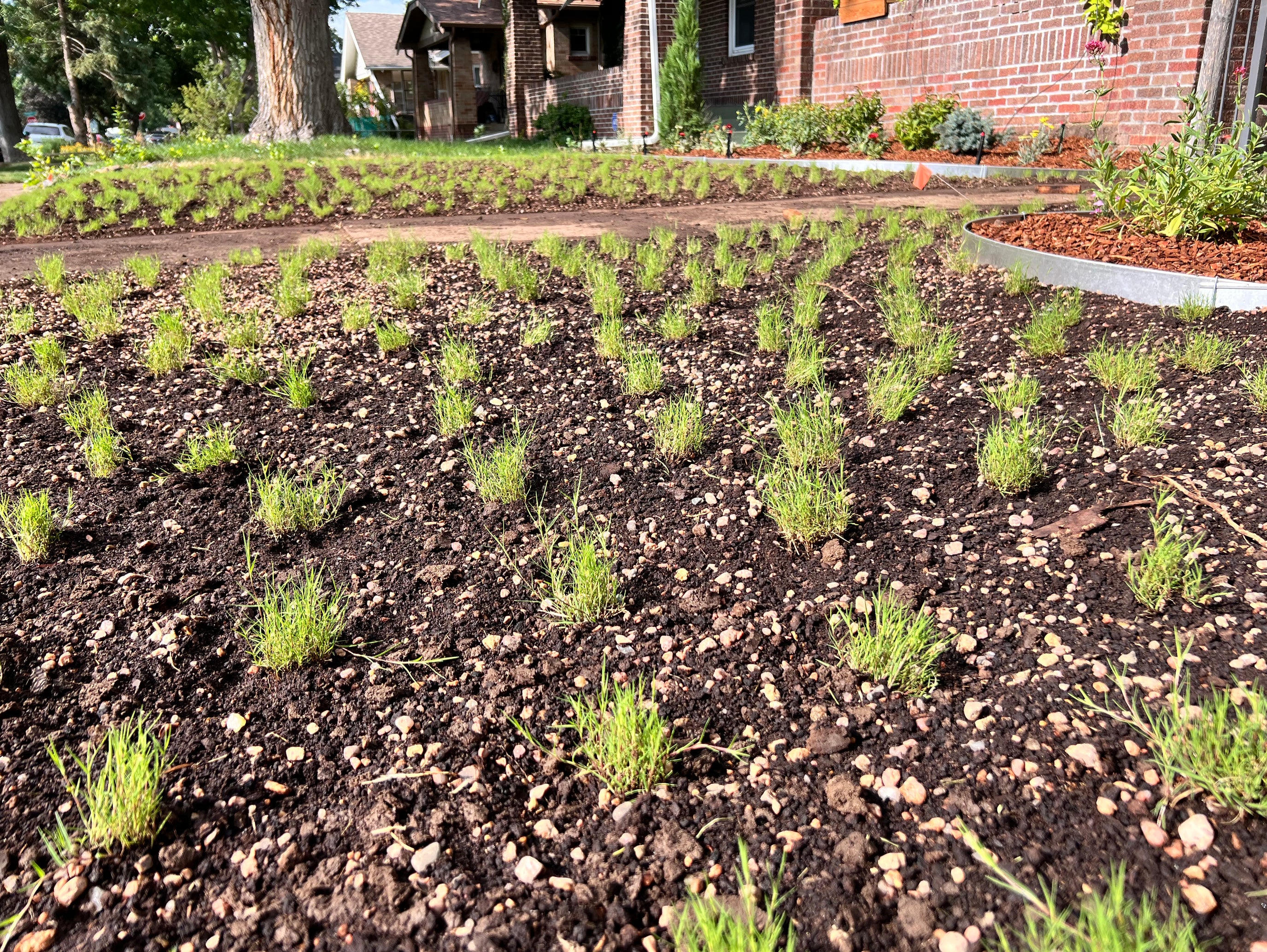 Buy Drought-Resistant DOG TUFF™ Grass for a Durable Lawn – Dog Tuff Grass