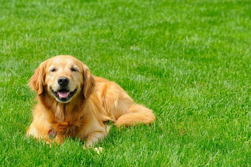Buy Drought-Resistant Dog Tuff Grass for a Durable Lawn